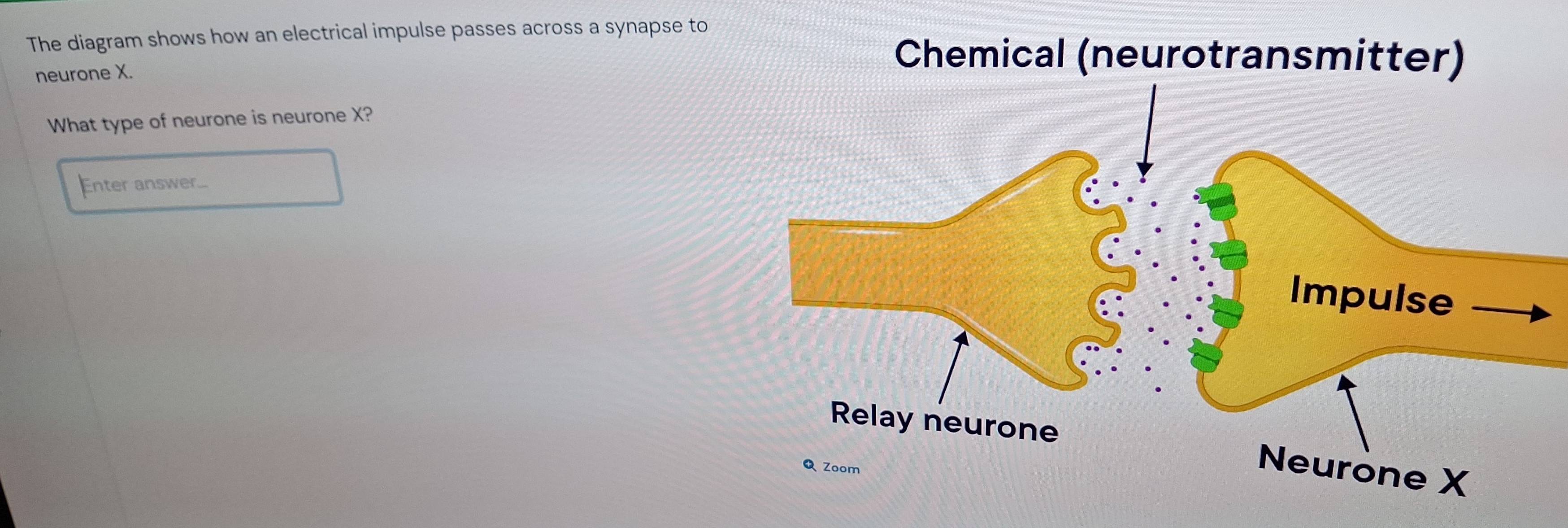 Solved: The diagram shows how an electrical impulse passes across a ...
