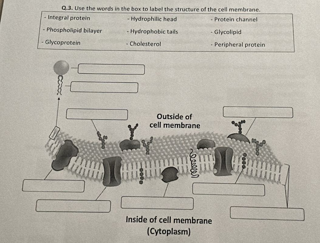 Solved: Use the words in the box to label the structure of the cell ...