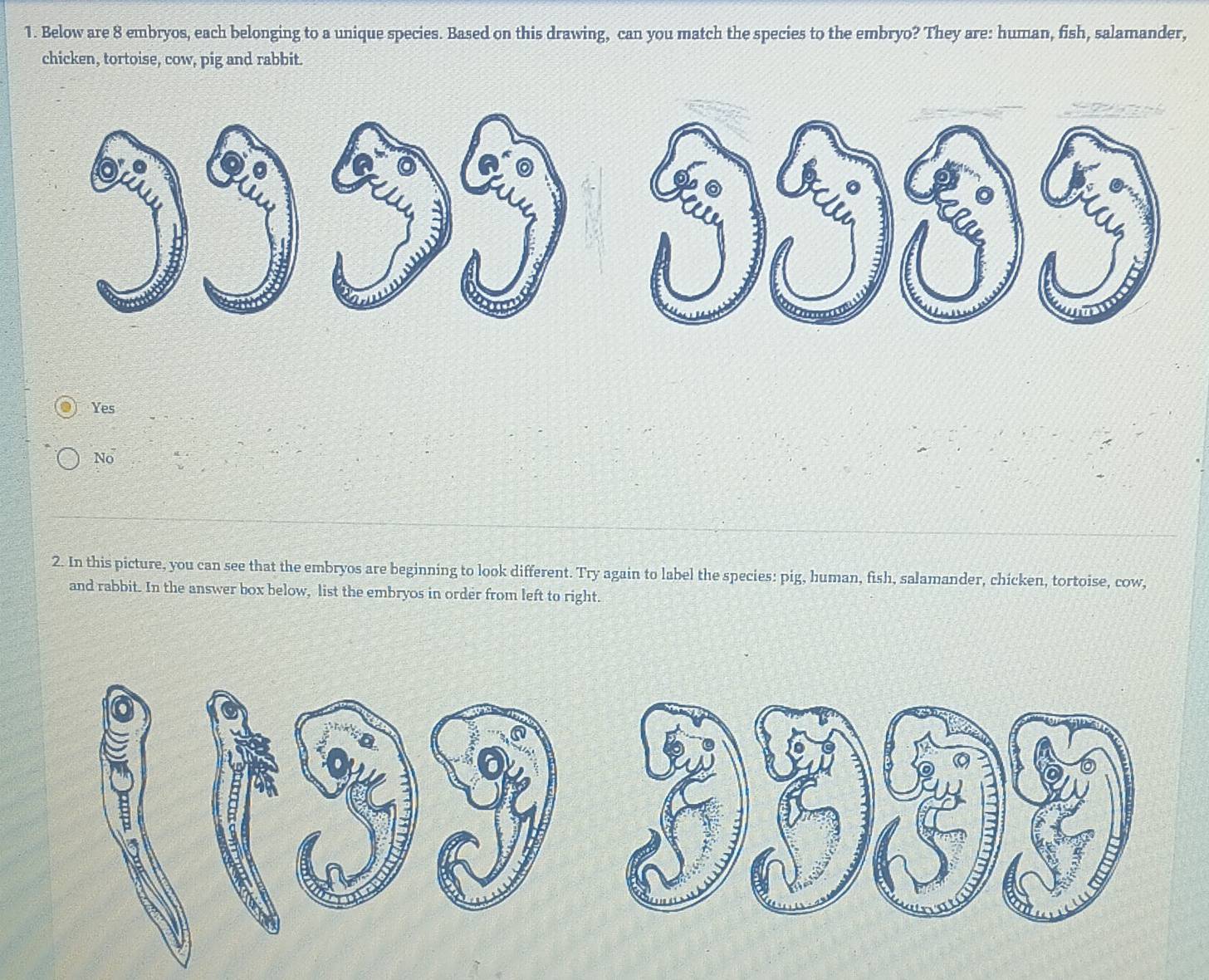 Solved: Below are 8 embryos, each belonging to a unique species. Based ...