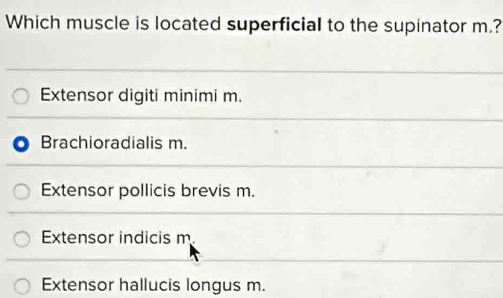 Solved: Which muscle is located superficial to the supinator m ...
