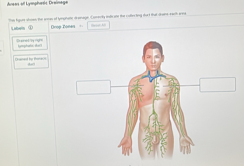 Solved: Areas of Lymphatic Drainage This figure shows the areas of ...