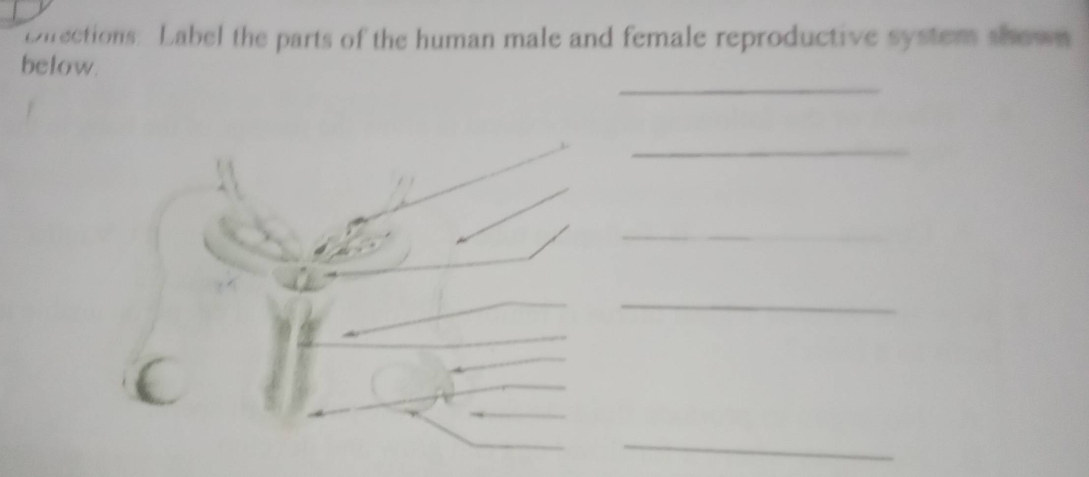 Solved: crections: Label the parts of the human male and female ...