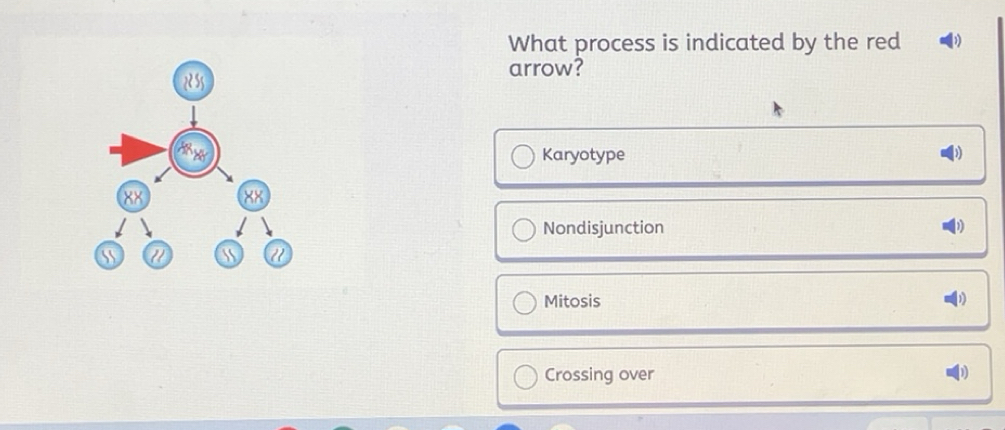Solved: What process is indicated by the red arrow? Karyotype ...