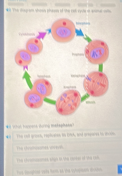 Solved: ) The diagram shows phases of the cell cycle in animal cells ...