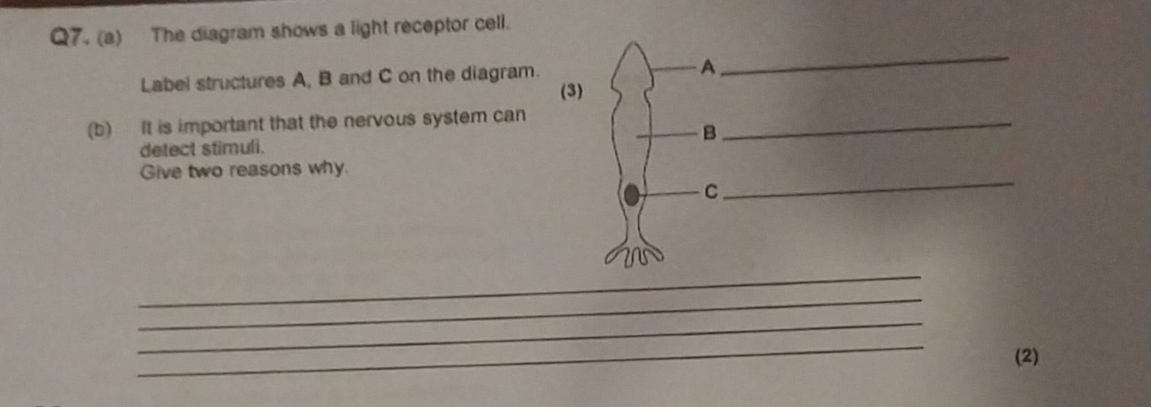 Solved: The diagram shows a light receptor cell. Label structures A, B and C on the diagram. A ...