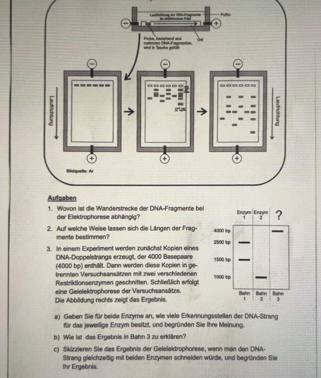 Gelöst:der Elektrophorese abhängig? 2. Auf welche Weise lassen sich die ...