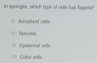 Solved: In sponges, which type of cells has flagella? Amoeboid cells ...
