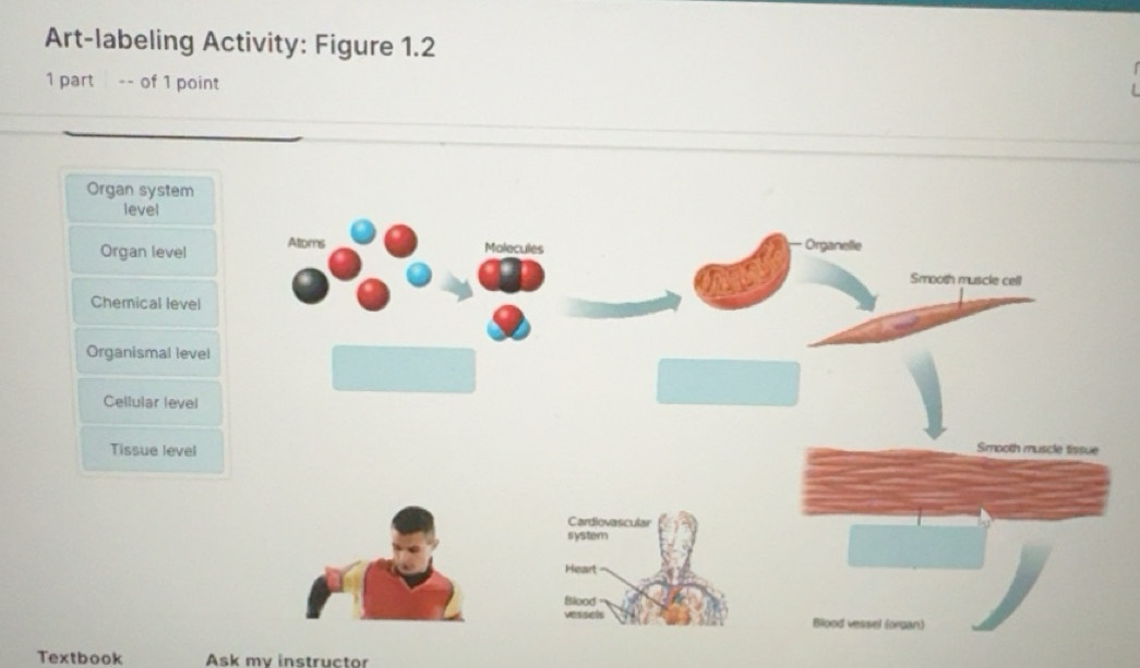 Solved: Art-labeling Activity: Figure 1.2 1 part -- of 1 point Organ ...