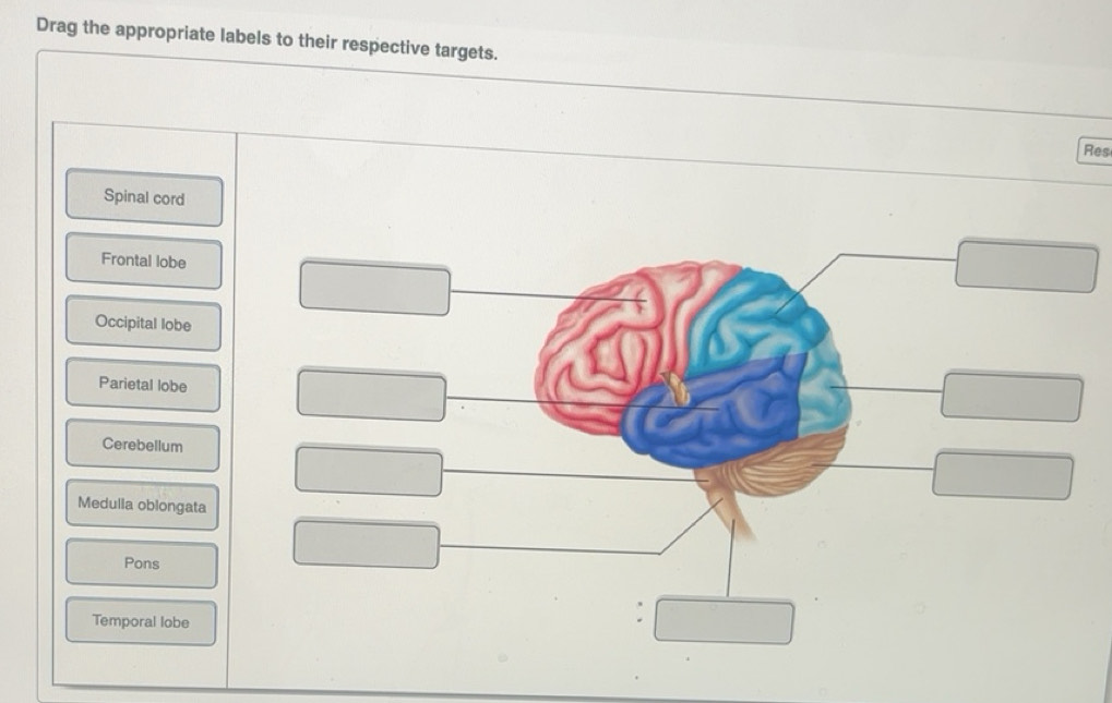 Solved: Drag the appropriate labels to their respective targets. Res ...