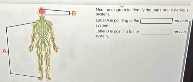 Solved: Use the diagram to identify the parts of the nervous system ...