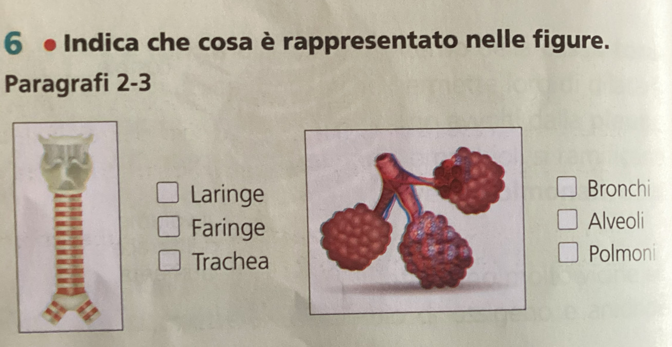 Risolto:Indica che cosa è rappresentato nelle figure. Paragrafi 2-3 ...