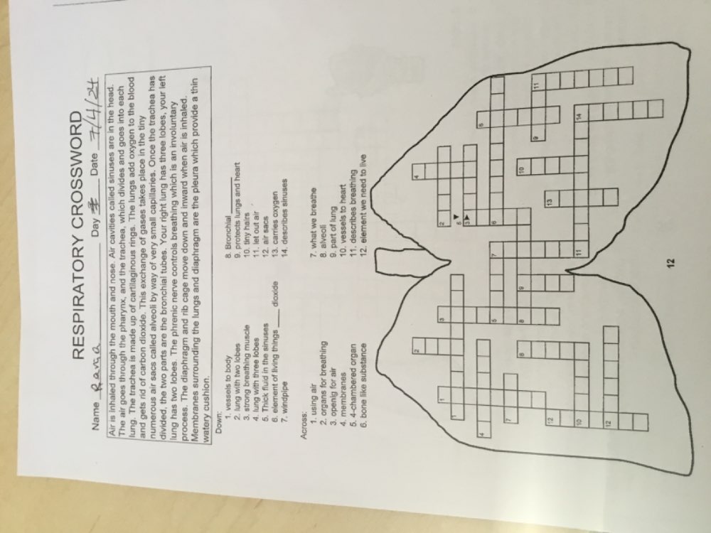 Solved: RESPIRATORY CROSSWORD Name _Day _Date_ Air is inhaled through ...