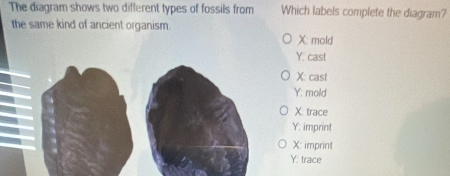 Solved: The diagram shows two different types of fossils from Which ...