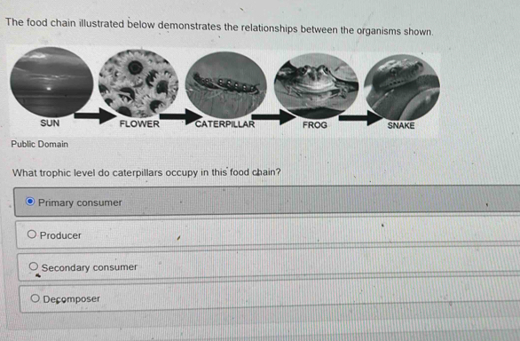 Solved: The food chain illustrated below demonstrates the relationships ...