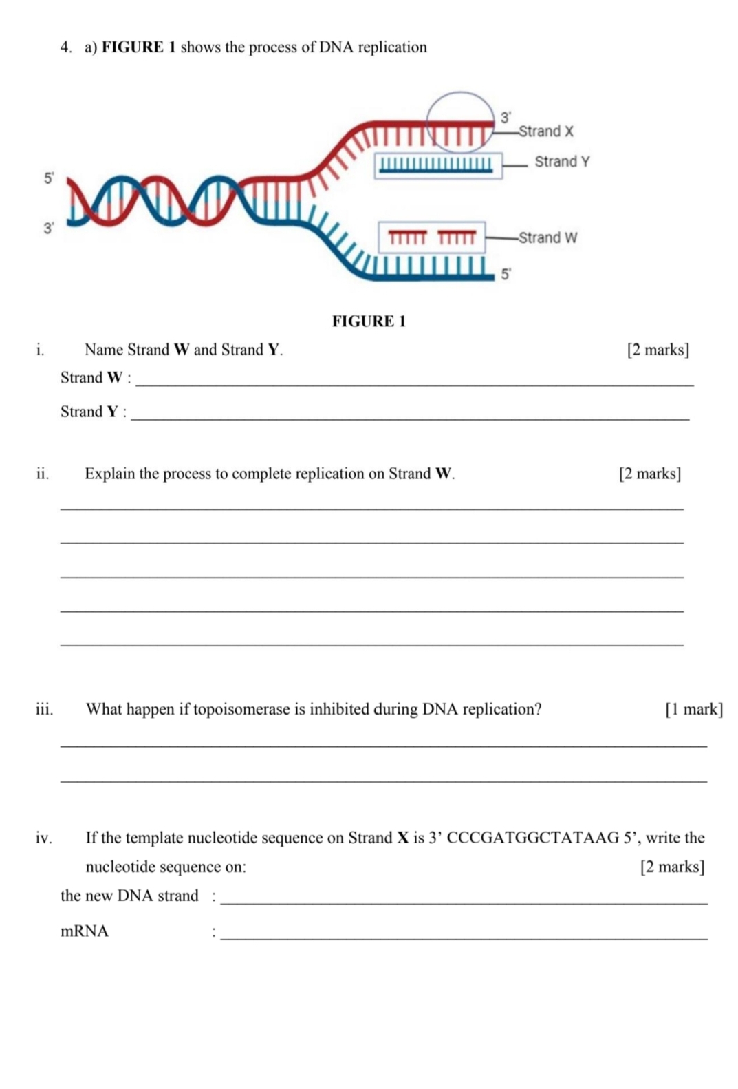 Selesai:FIGURE 1 shows the process of DNA replication i. Name Strand W ...