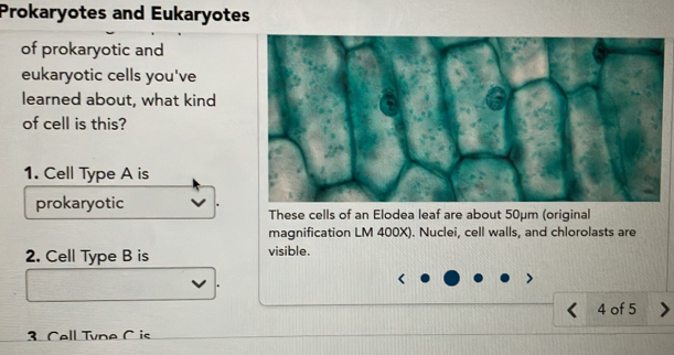 Solved: Prokaryotes and Eukaryotes of prokaryotic and eukaryotic cells ...