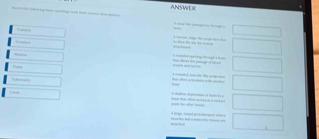 Solved: ANSWER Match the following bone markings with their correct descriptions. A canal-like ...