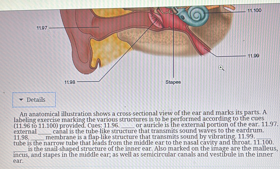 Solved: Details An anatomical illustration shows a cross-sectional view ...