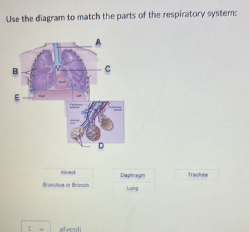 Solved: Use the diagram to match the parts of the respiratory system: Alveoli Diaphragm Trachea ...