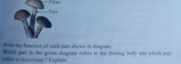 Solved: Pileus Stipe Write the function of each part shown in diagram ...