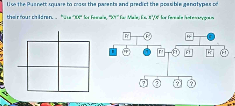 Solved: Use the Punnett square to cross the parents and predict the ...