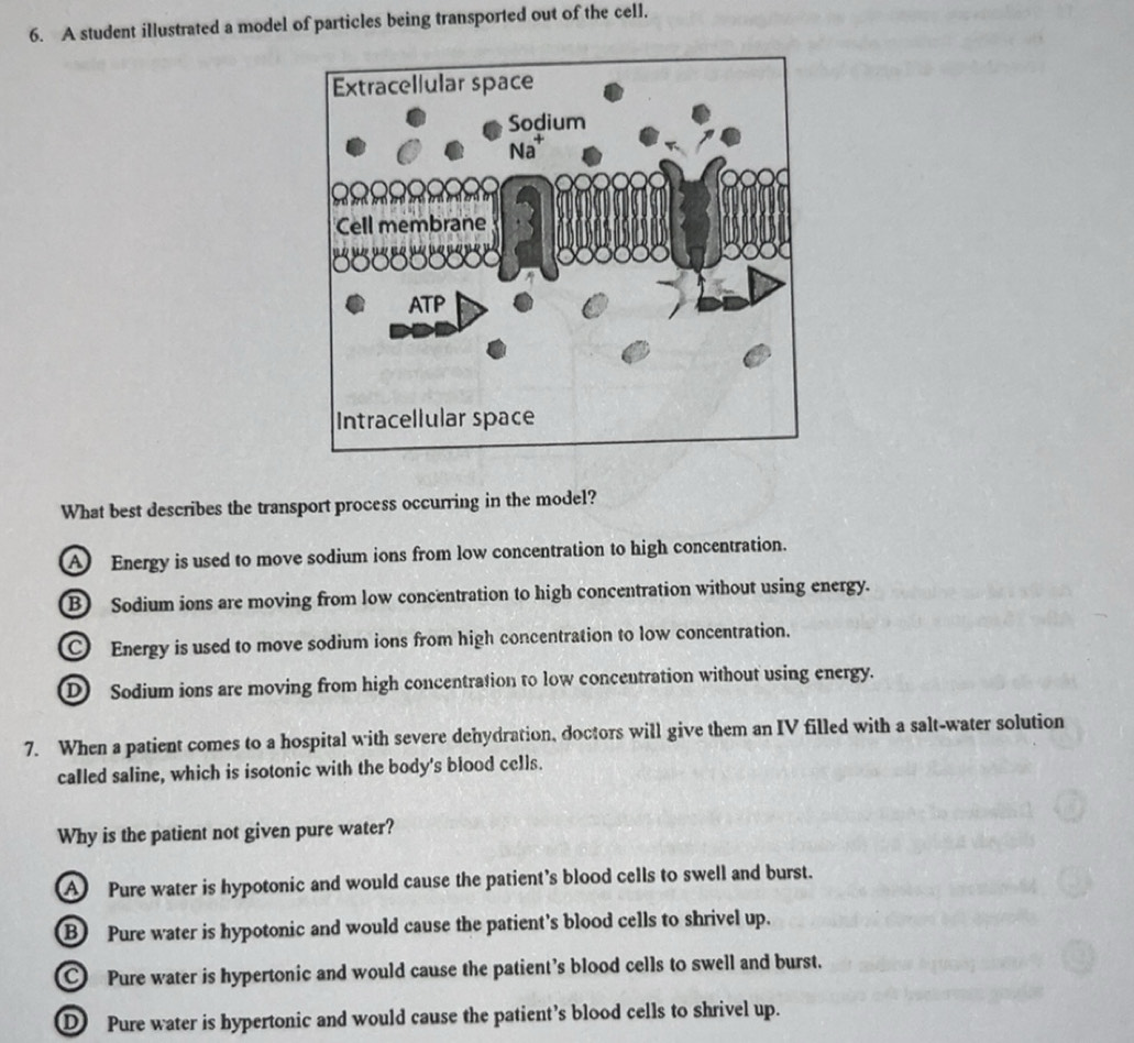 Solved: A student illustrated a model of particles being transported ...