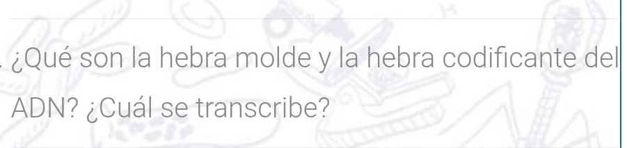 Resuelto:¿Qué son la hebra molde y la hebra codificante del ADN? ¿Cuál ...