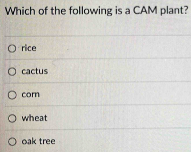 Solved: Which of the following is a CAM plant? rice cactus corn wheat ...