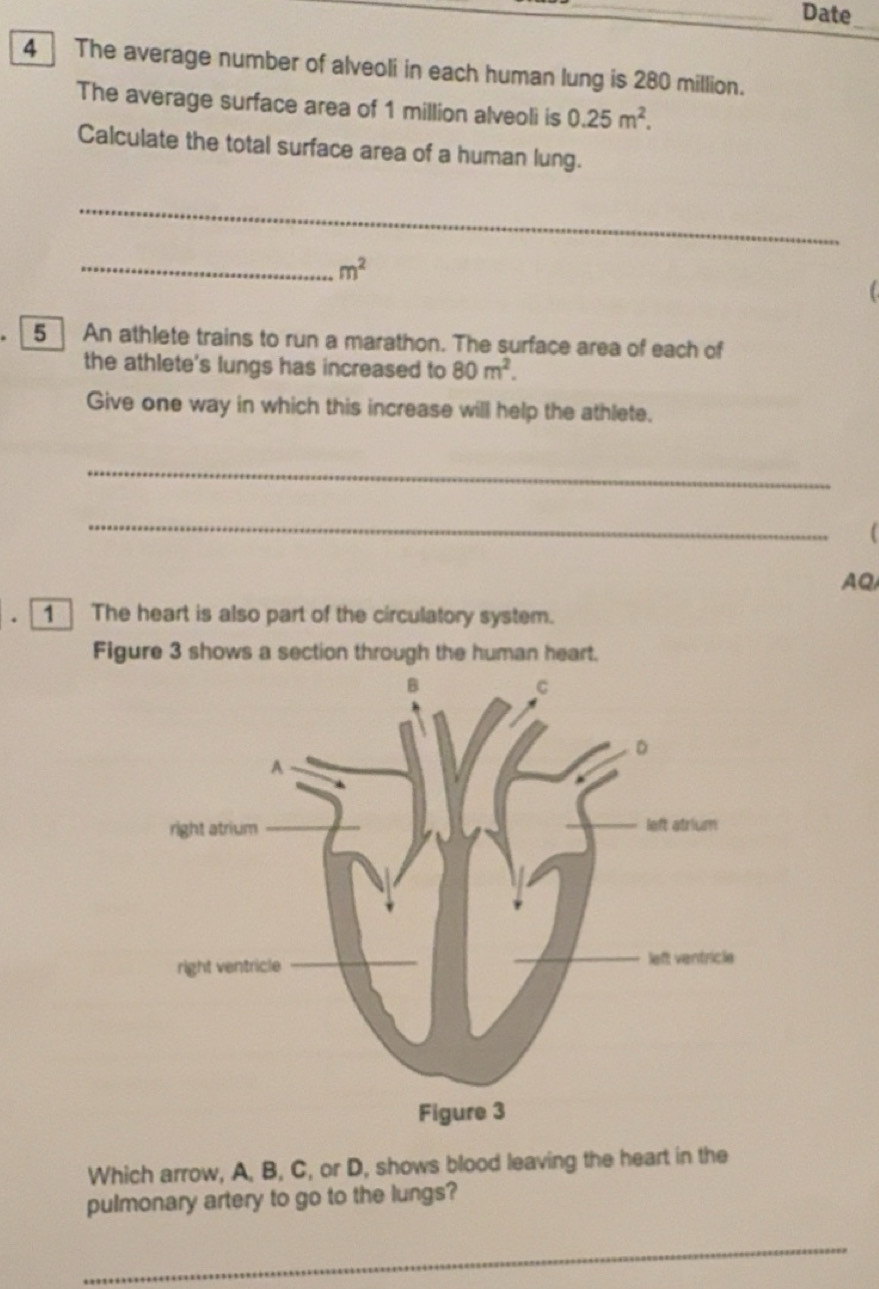 Solved: Date _ 4 The average number of alveoli in each human lung is ...