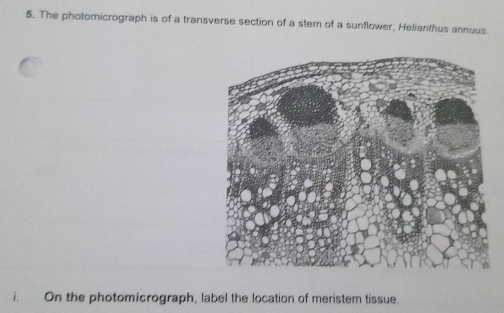 Solved: The photomicrograph is of a transverse section of a stem of a ...