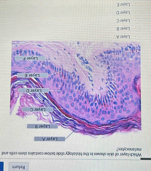 Solved: Return Which layer of skin shown in the histology slide below ...