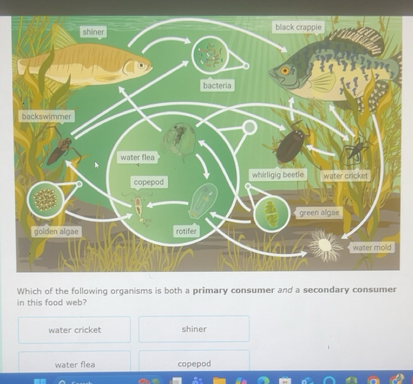 Solved: Which of the following organisms is both a primary consumer and ...