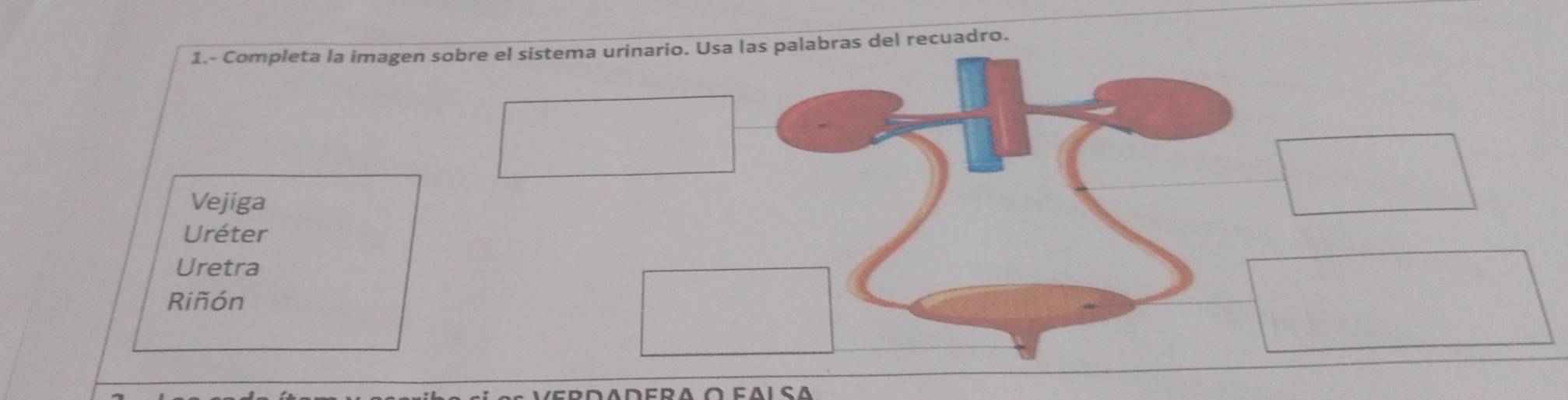 Resuelto:1.- Completa la imagen sobre el sistema urinario. Usa las ...