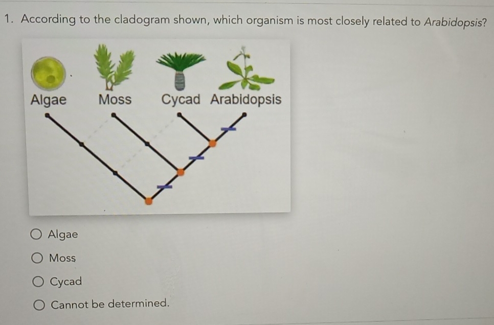 Solved: According to the cladogram shown, which organism is most ...