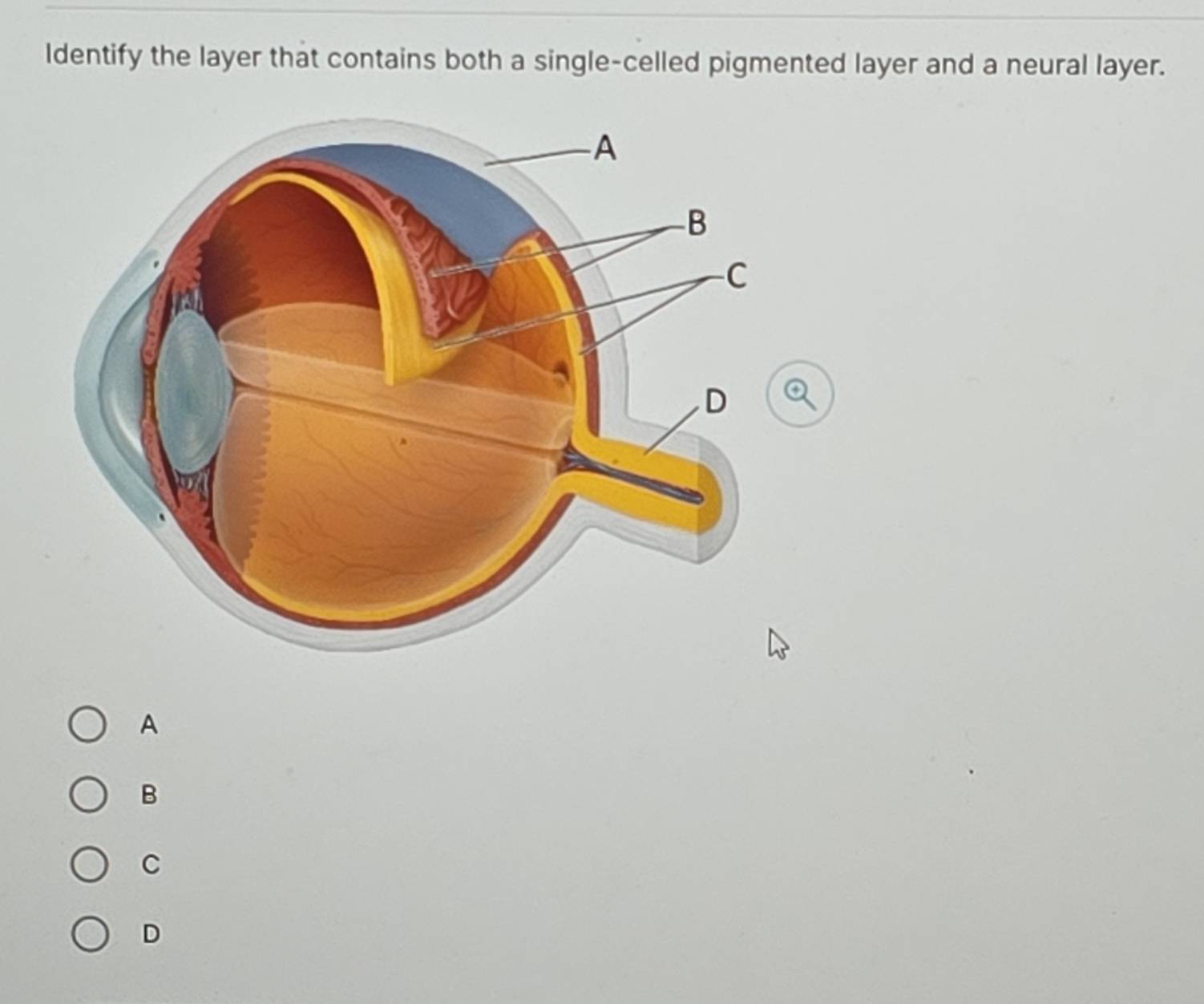 Solved: Identify the layer that contains both a single-celled pigmented ...