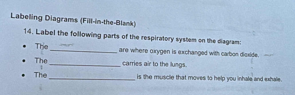 Solved: Labeling Diagrams (Fill-in-the-Blank) 14. Label the following ...