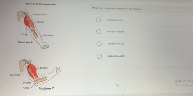 Gelöst:Muscles of the upper arm What type of muscles are shown in the ...