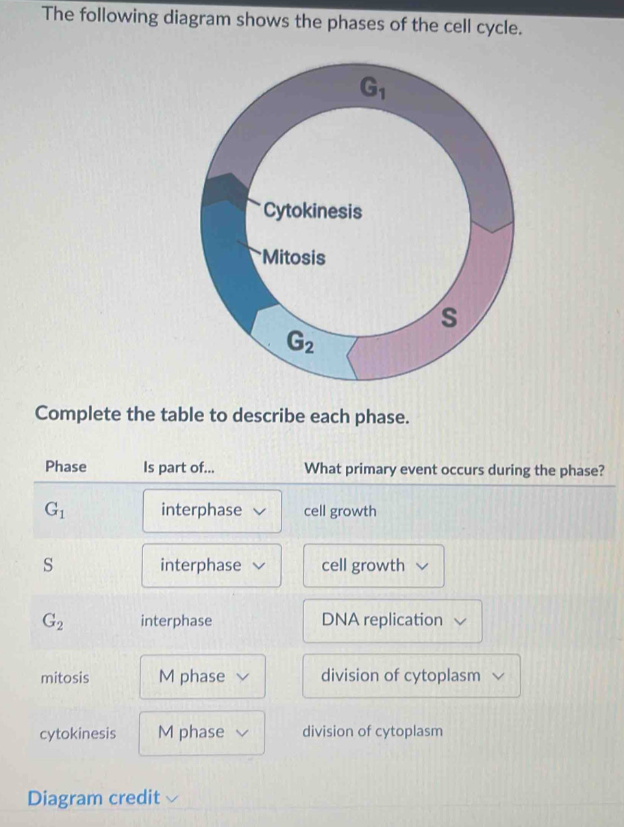 Solved: The following diagram shows the phases of the cell cycle ...