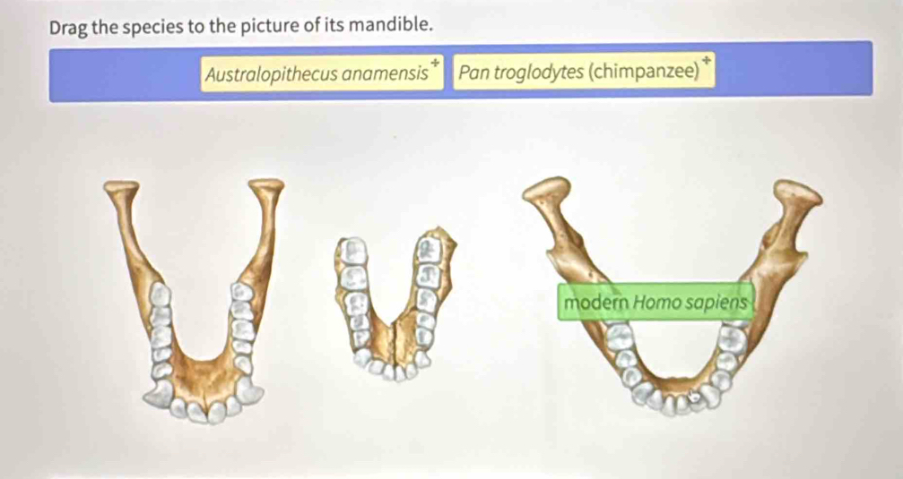 Solved: Drag the species to the picture of its mandible ...