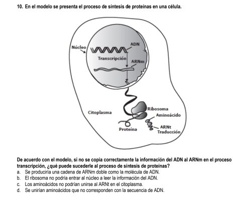 Resuelto:En el modelo se presenta el proceso de sintesis de proteínas ...