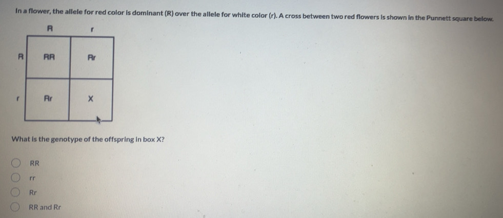 Solved: In a flower, the allele for red color is dominant (R) over the ...