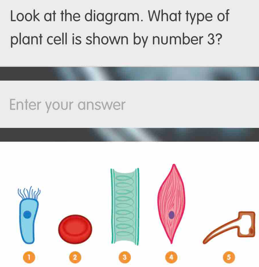 Solved: Look at the diagram. What type of plant cell is shown by number 3? Enter your answer 1 2 ...