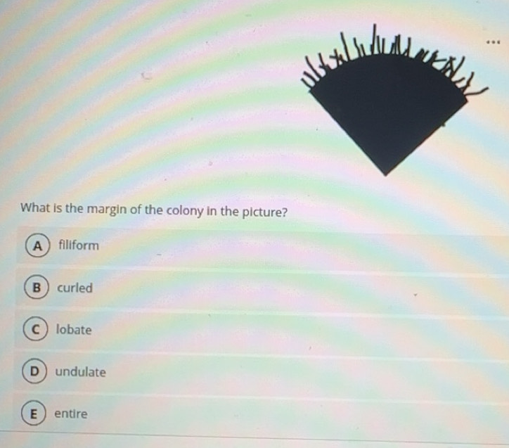 Solved: What is the margin of the colony in the picture? Afiliform ...