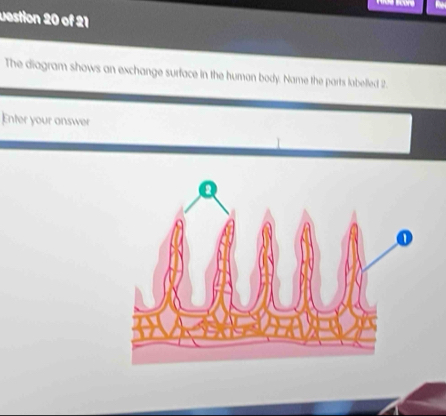 Solved: uestion 20 of 21 The diagram shows an exchange surface in the ...