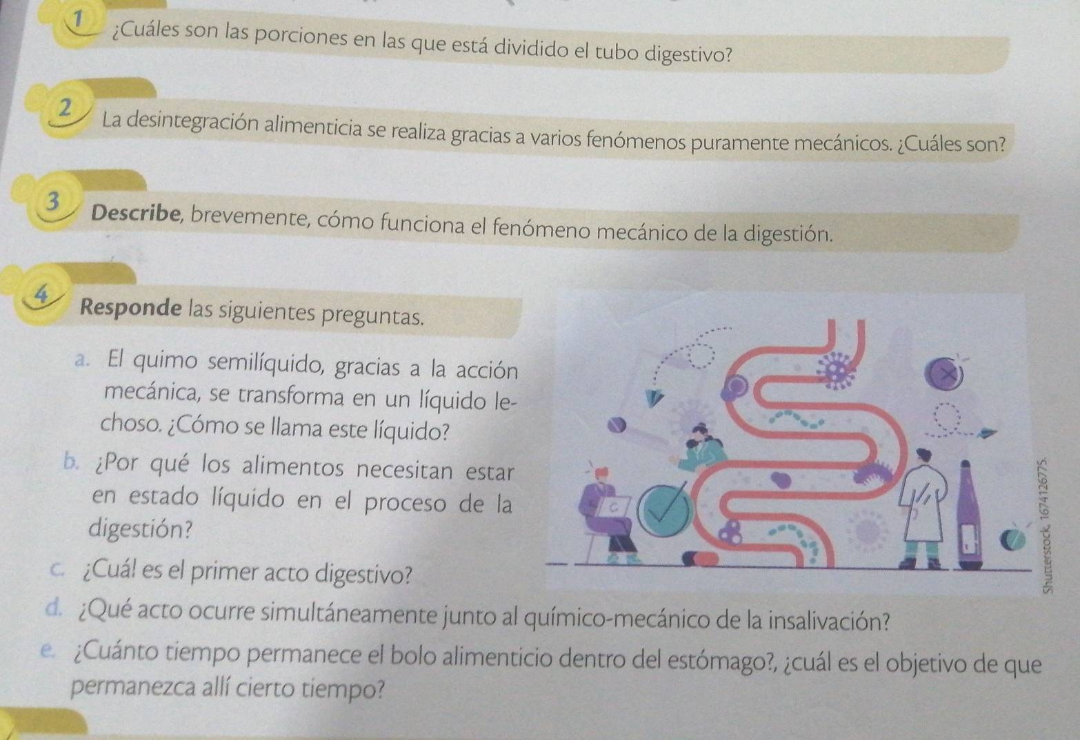 Resuelto:1 ¿Cuáles son las porciones en las que está dividido el tubo ...