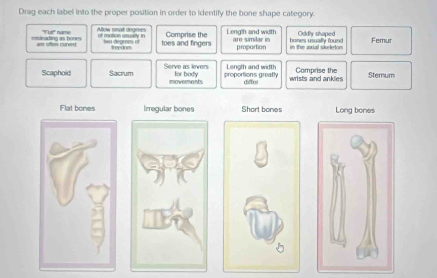 Solved: Drag each label into the proper position in order to identify the bone shape category ...