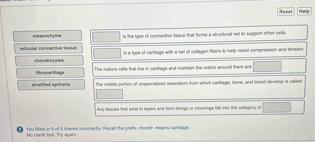 Solved: Reset Help mesenchyme is the type of connective tissue that ...