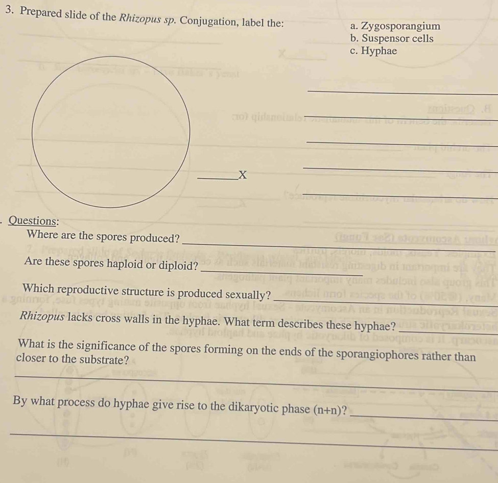 Solved: Prepared slide of the Rhizopus sp. Conjugation, label the: a ...