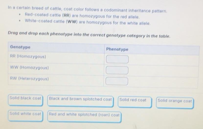 Solved: In a certain breed of cattle, coat color follows a codominant ...