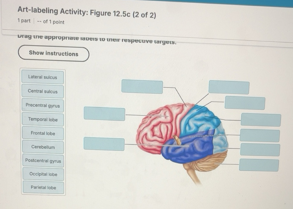 Solved: Art-labeling Activity: Figure 12.5c (2 of 2) 1 part | -- of 1 ...